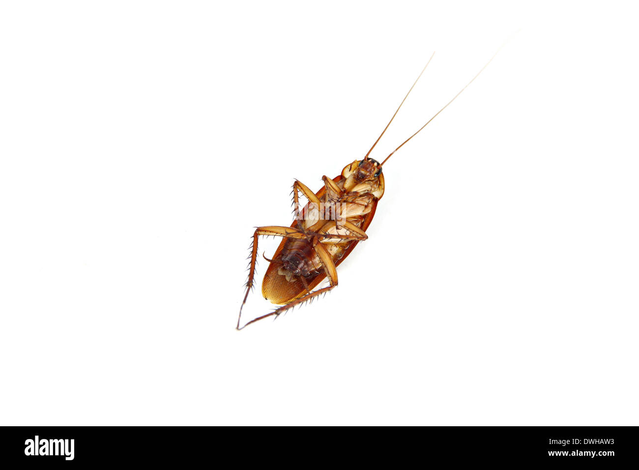 Cockroach died isolated on white background Stock Photo - Alamy