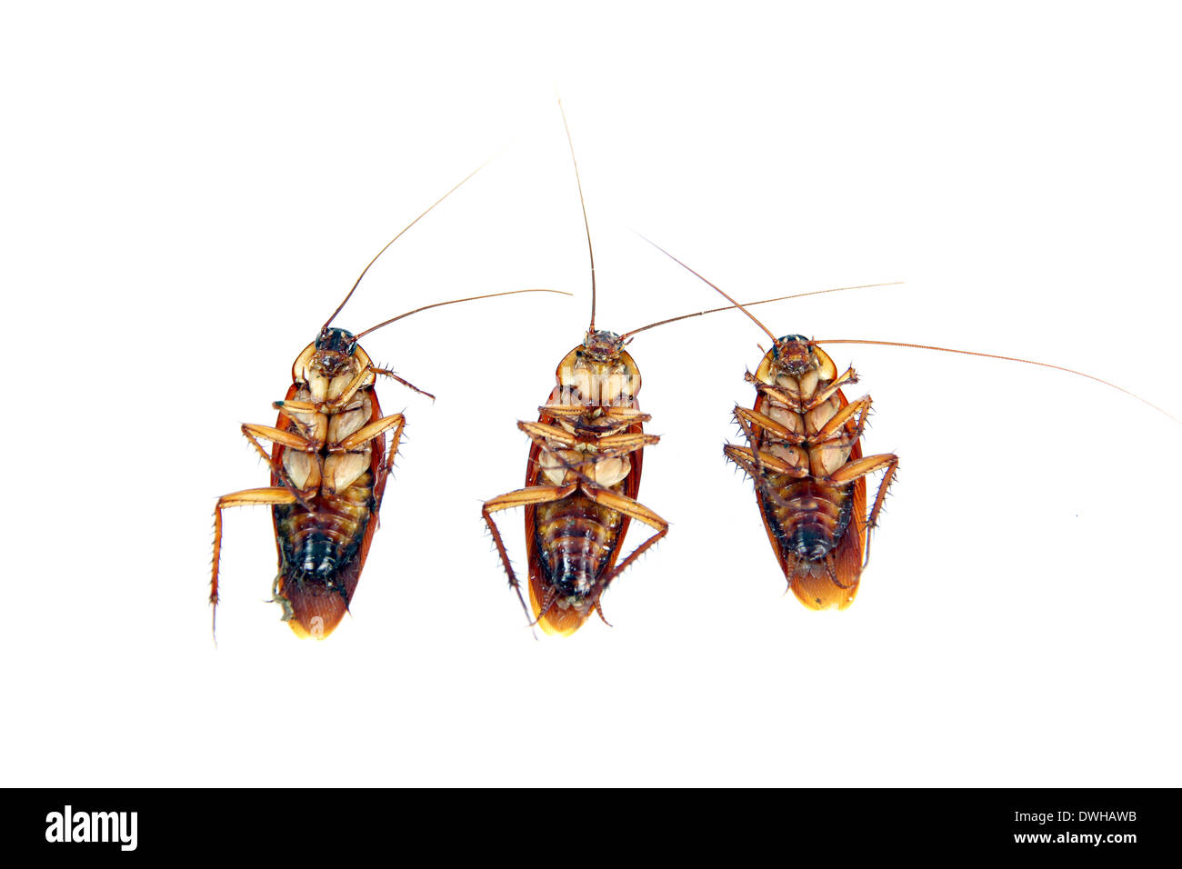 Cockroaches infestation hi-res stock photography and images - Alamy