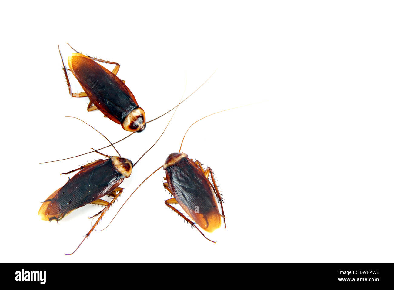 Three Cockroaches isolated on white background Stock Photo - Alamy
