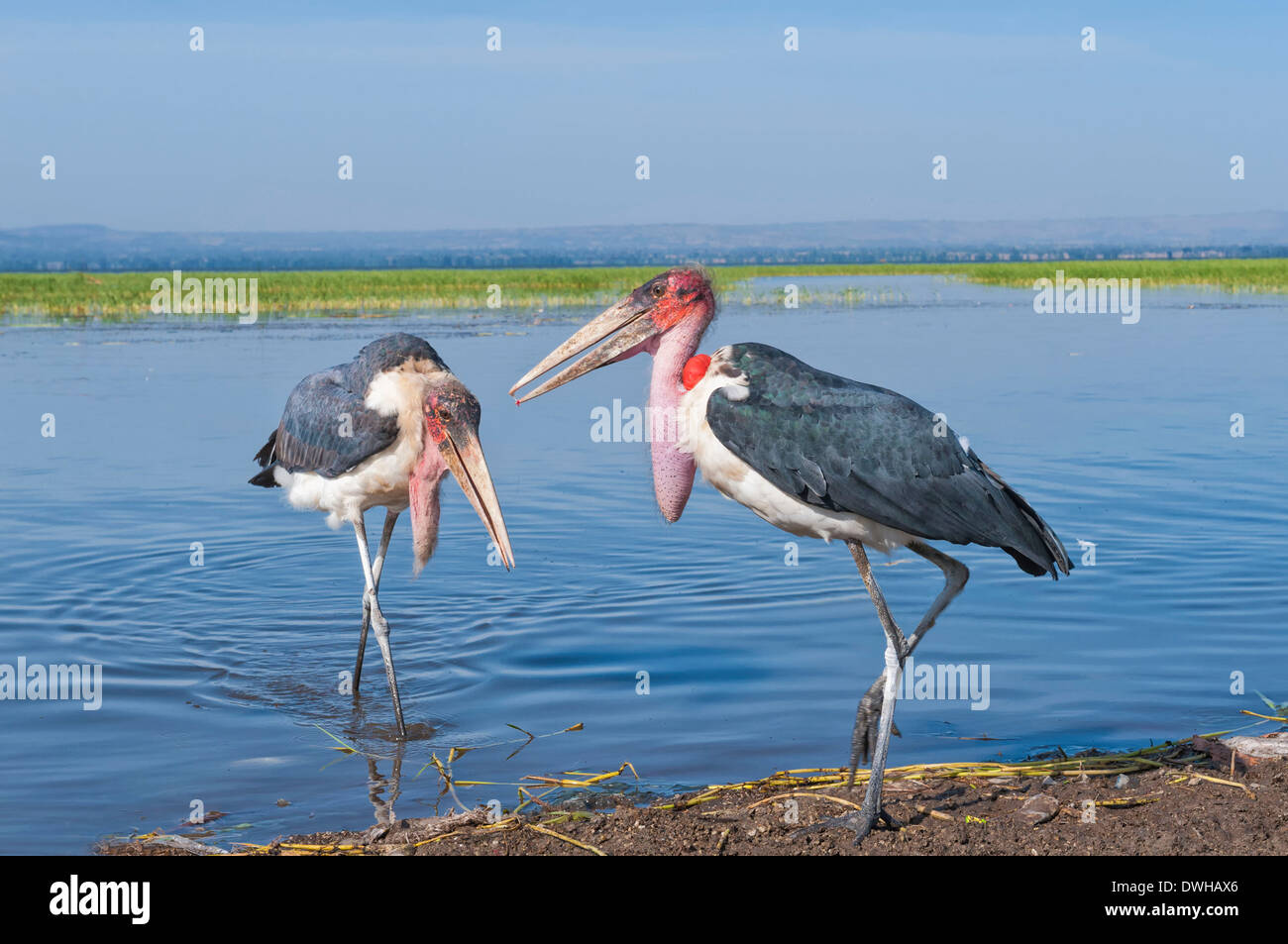 Two marabou hi-res stock photography and images - Alamy