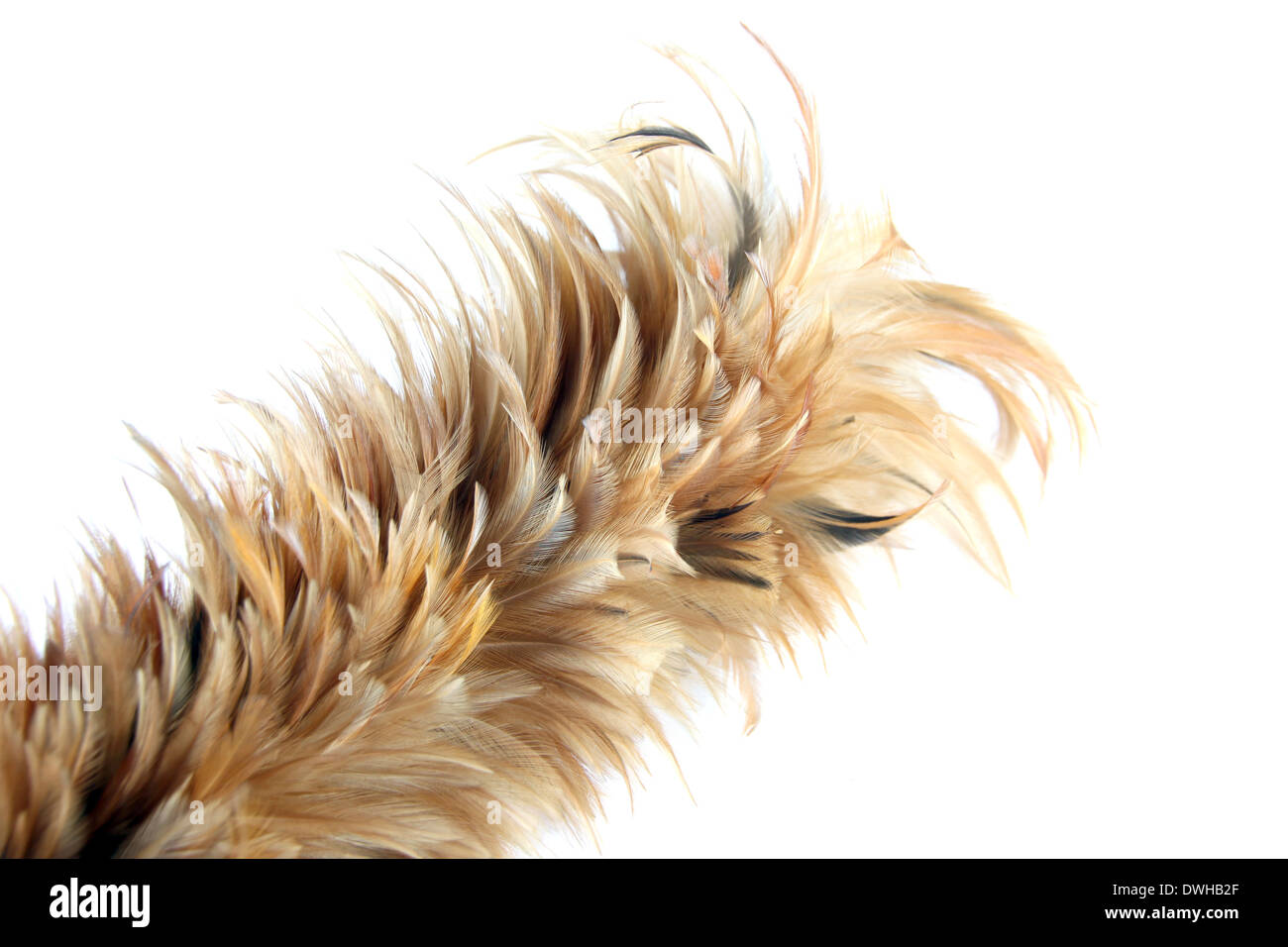 Feather soft duster isolated on white background Stock Photo - Alamy