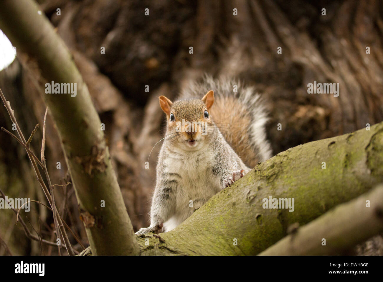 Shocked animal hi-res stock photography and images - Alamy