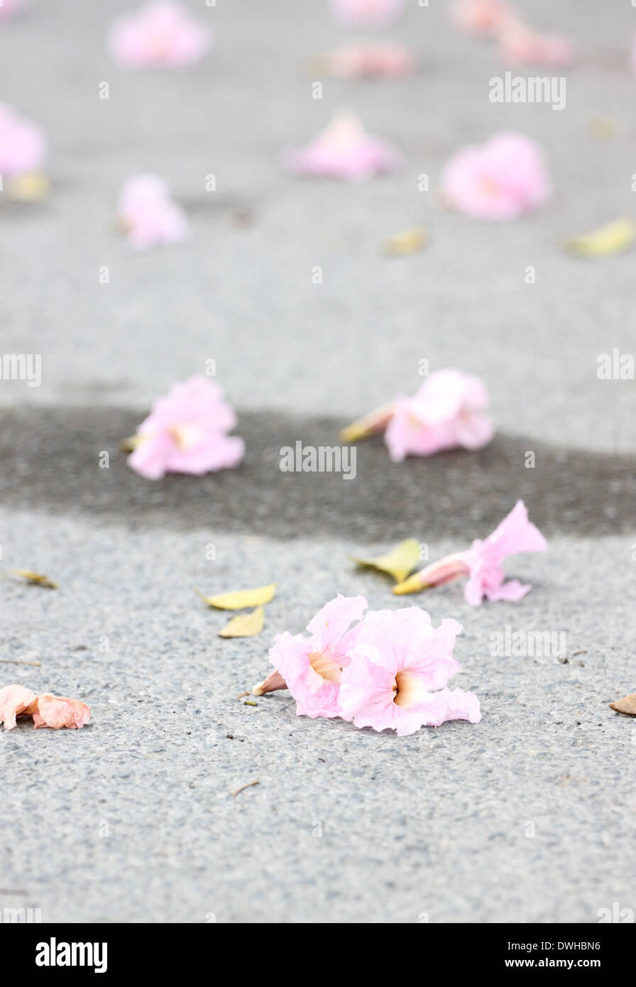 Colorful flowers in the road hi-res stock photography and images - Alamy