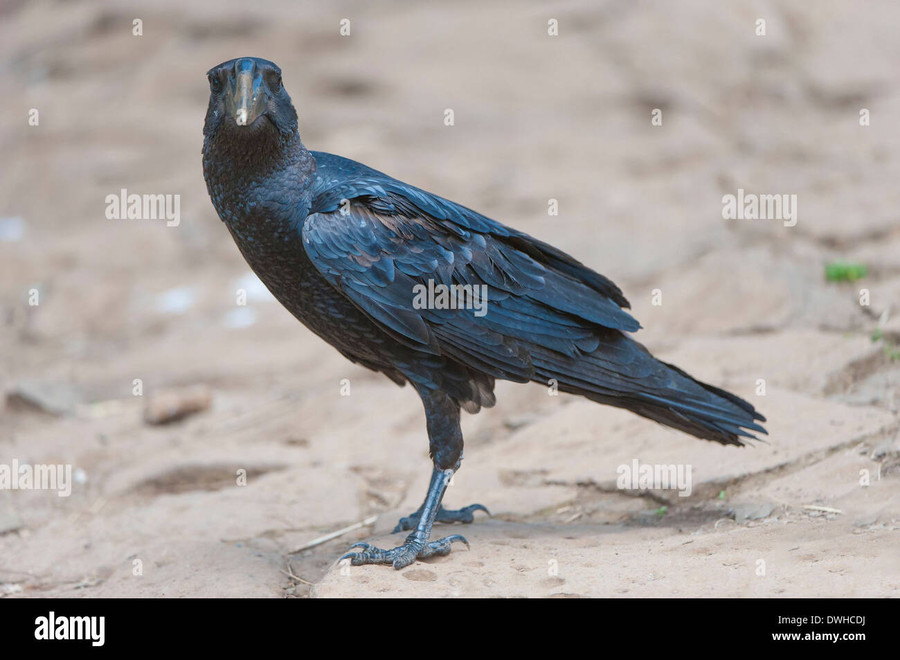 Side view of raven hi-res stock photography and images - Alamy
