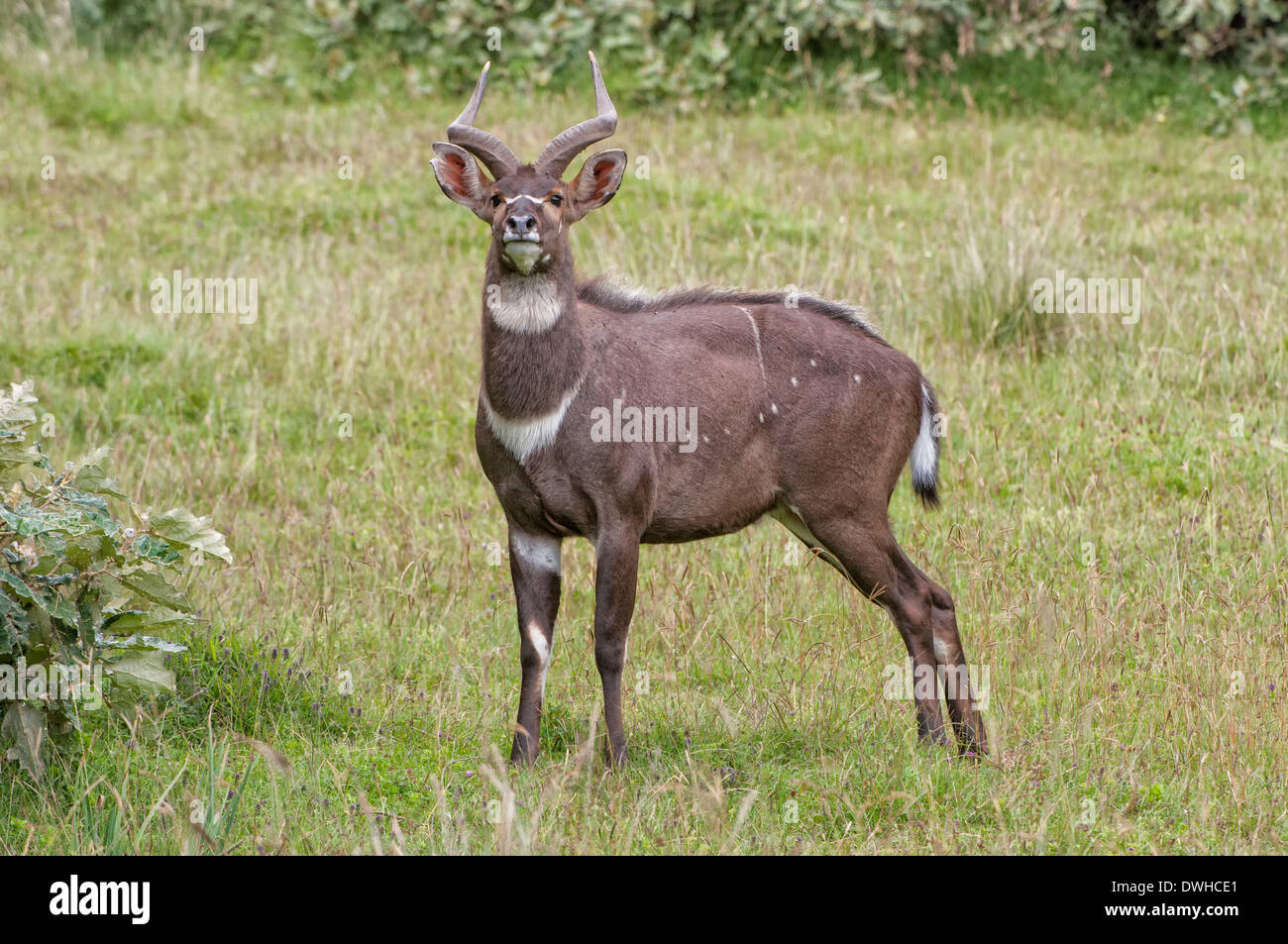 Mountain nyala hi-res stock photography and images - Alamy