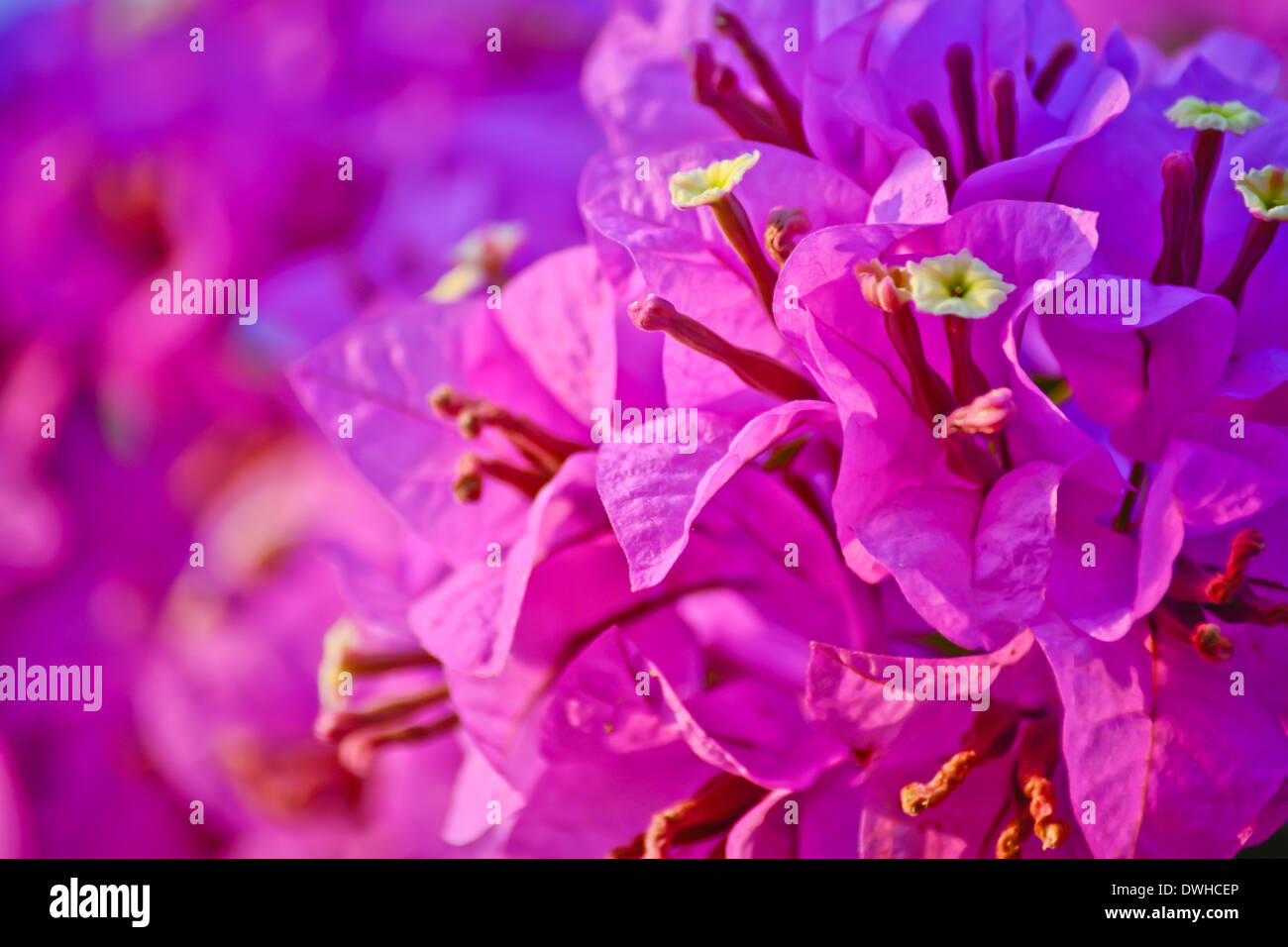 Close Up Bougainvillea Flower Hi res Stock Photography And Images Alamy Close Up Bougainvillea Flower Hi res Stock Photography And Images Alamy