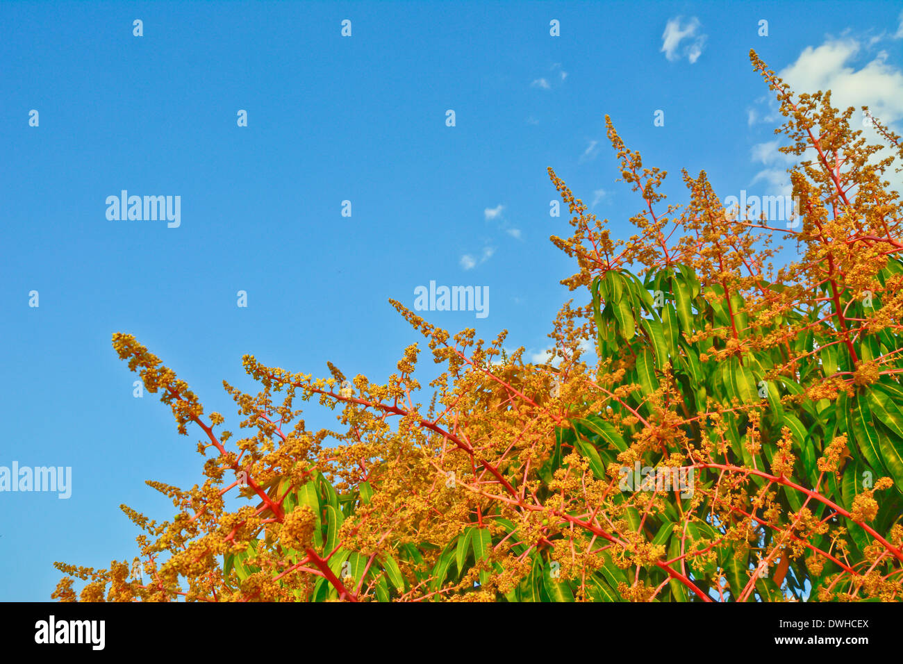Mango tree flower hi-res stock photography and images - Alamy