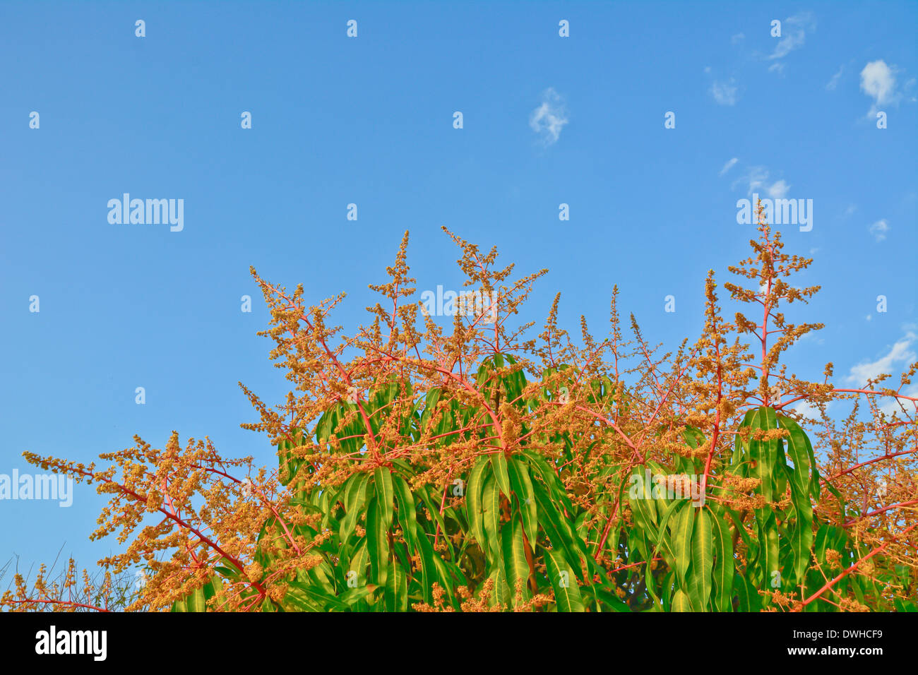 Mango tree flower hi-res stock photography and images - Alamy