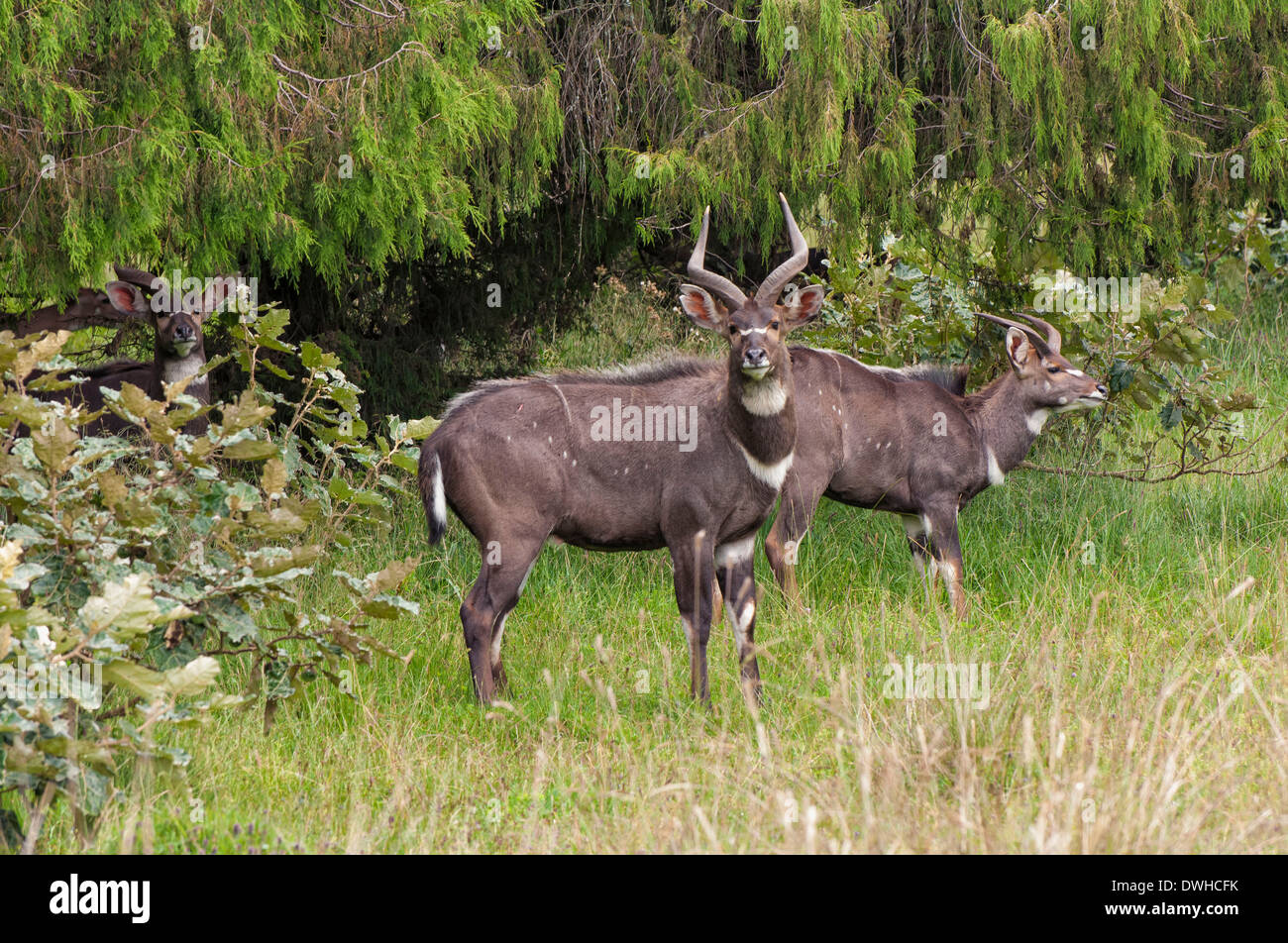 Mountain nyalas hi-res stock photography and images - Alamy