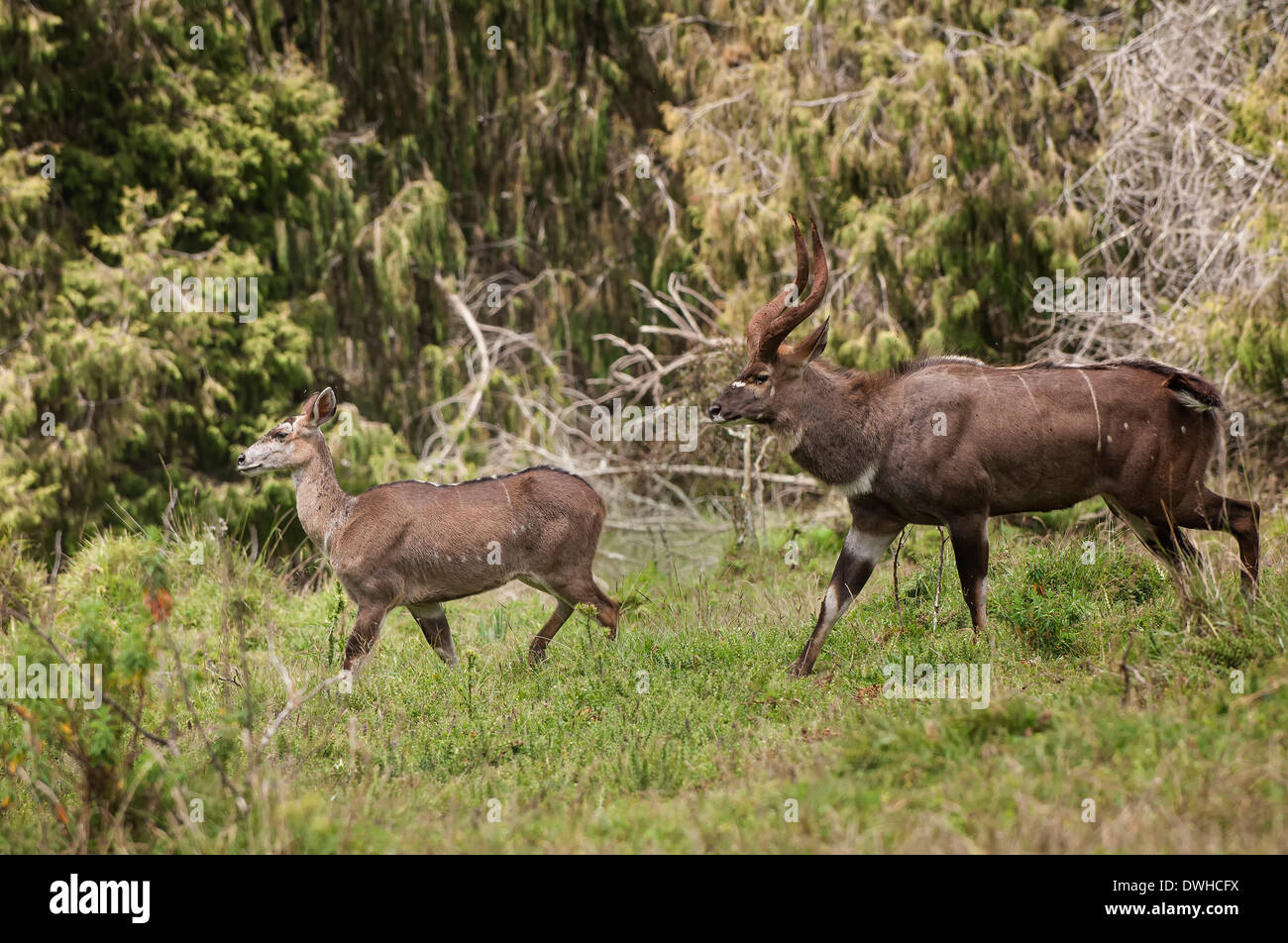 Male female mountain nyala tragelaphus hi-res stock photography and ...