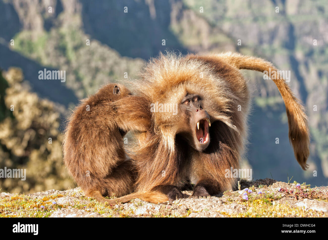 Gelada grooming hi-res stock photography and images - Alamy