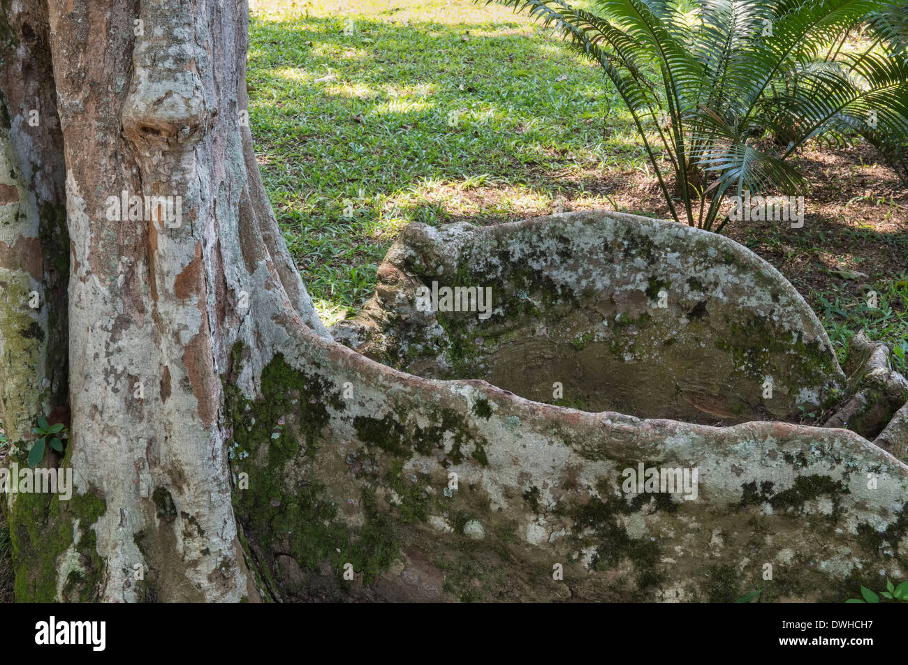 Pau Brazil Caesalpinia Echinata Stock Photo Alamy pau-brazil-caesalpinia-echinata-stock-photo-alamy