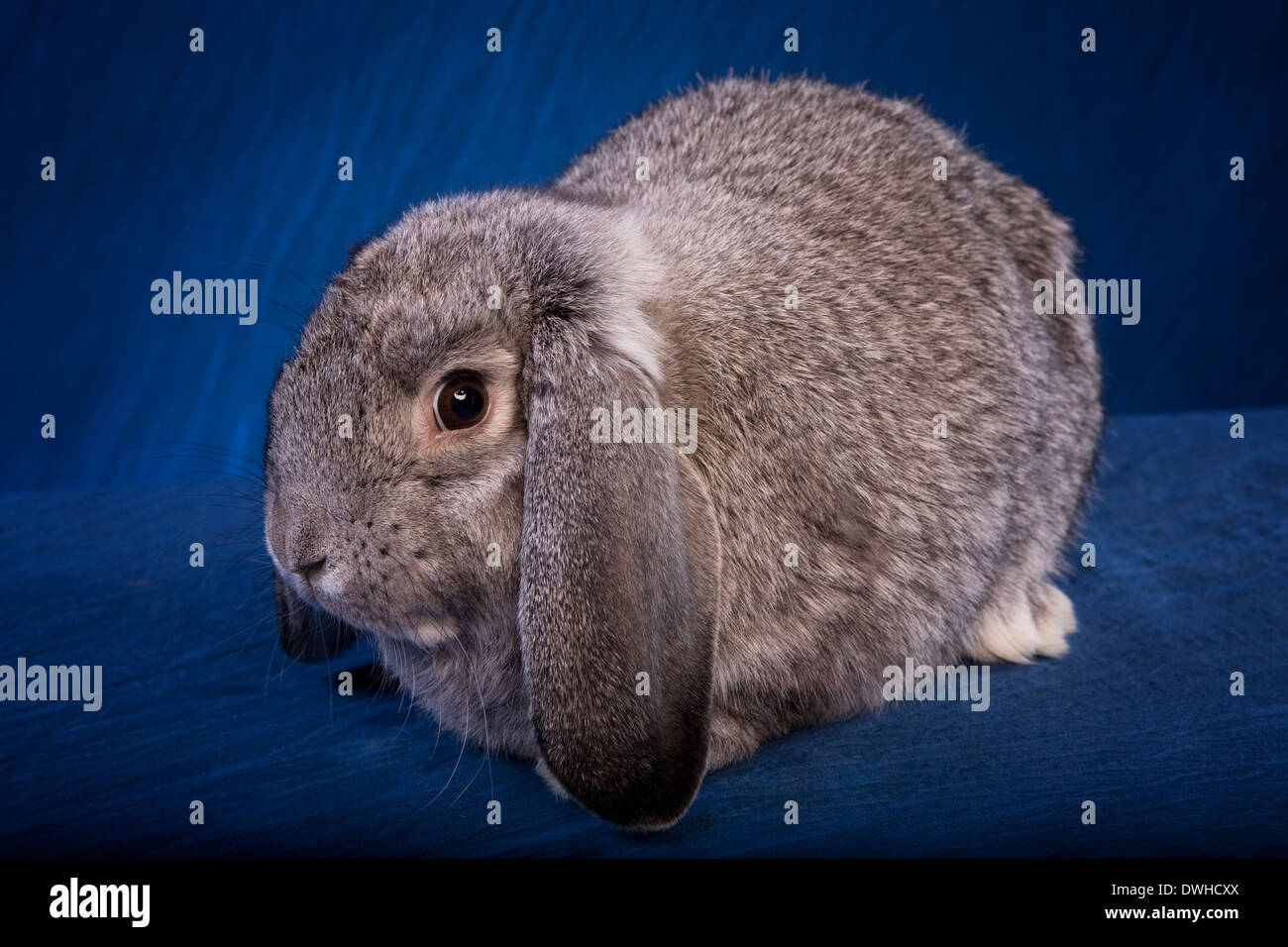 Lop ear hi-res stock photography and images - Alamy