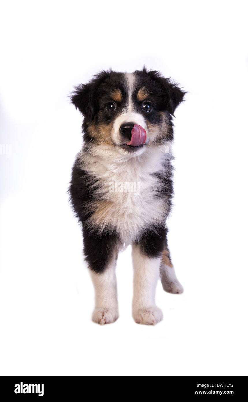 Aussie puppy standing hi-res stock photography and images - Alamy
