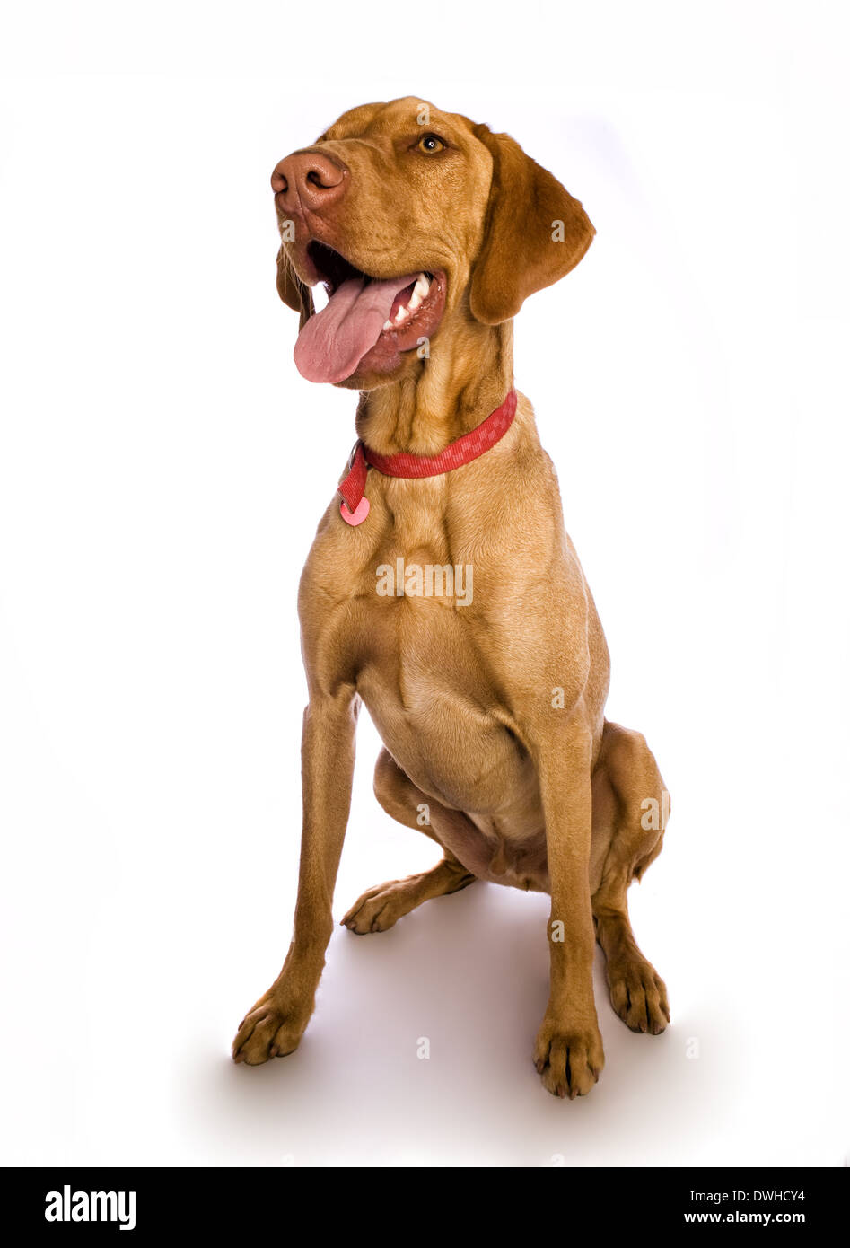 VIzsla dog sitting looking to side isolated on white background Stock ...