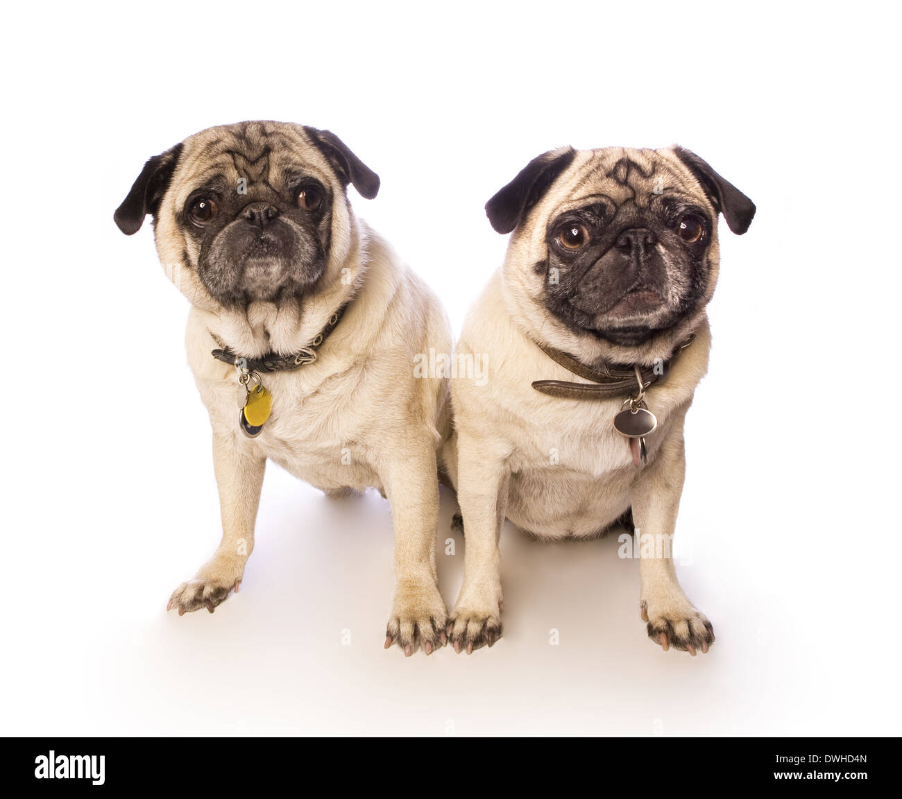 Two funny pug dogs sitting on white background Stock Photo - Alamy