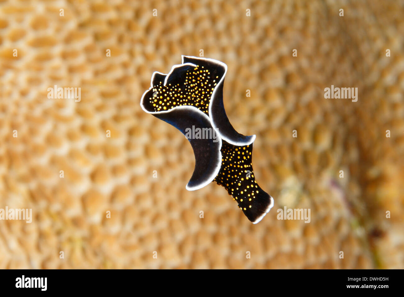 Marine Flatworms Swimming