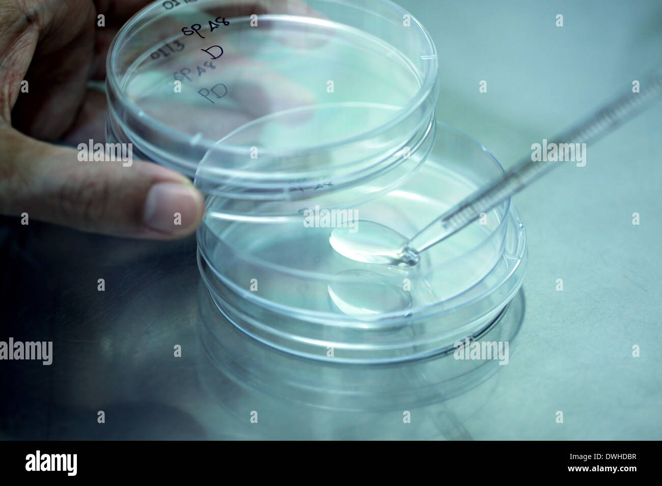 Pipette adding fluid water to test tubes in laboratory Stock Photo - Alamy