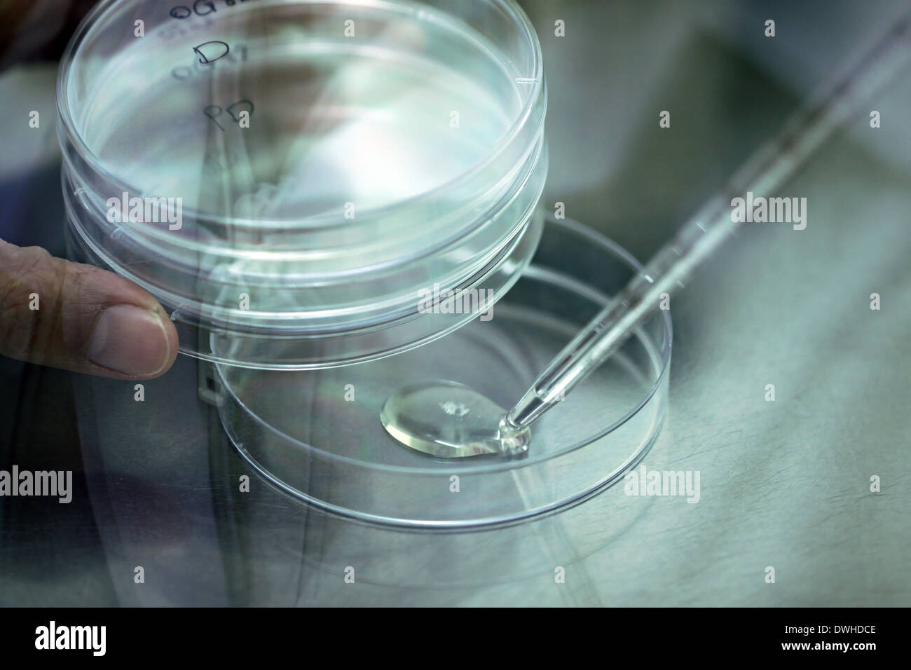 Pipette adding fluid water to test tubes in laboratory Stock Photo - Alamy
