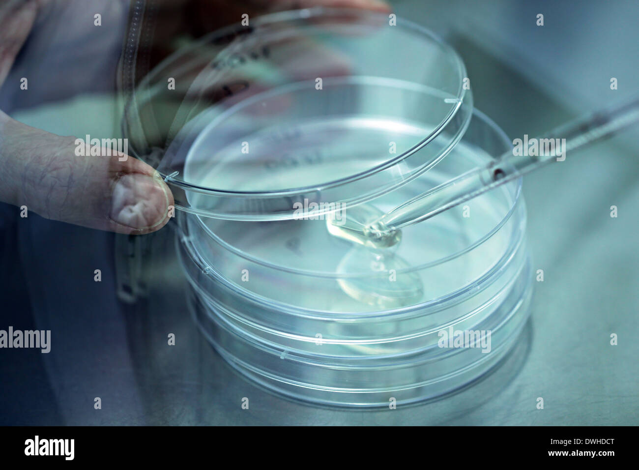 Pipette adding fluid water to test tubes in laboratory Stock Photo - Alamy