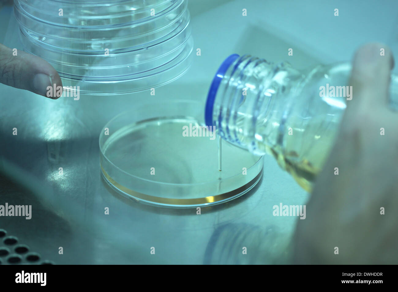 Adding agar fluid from bottle to test tubes in laboratory Stock Photo ...