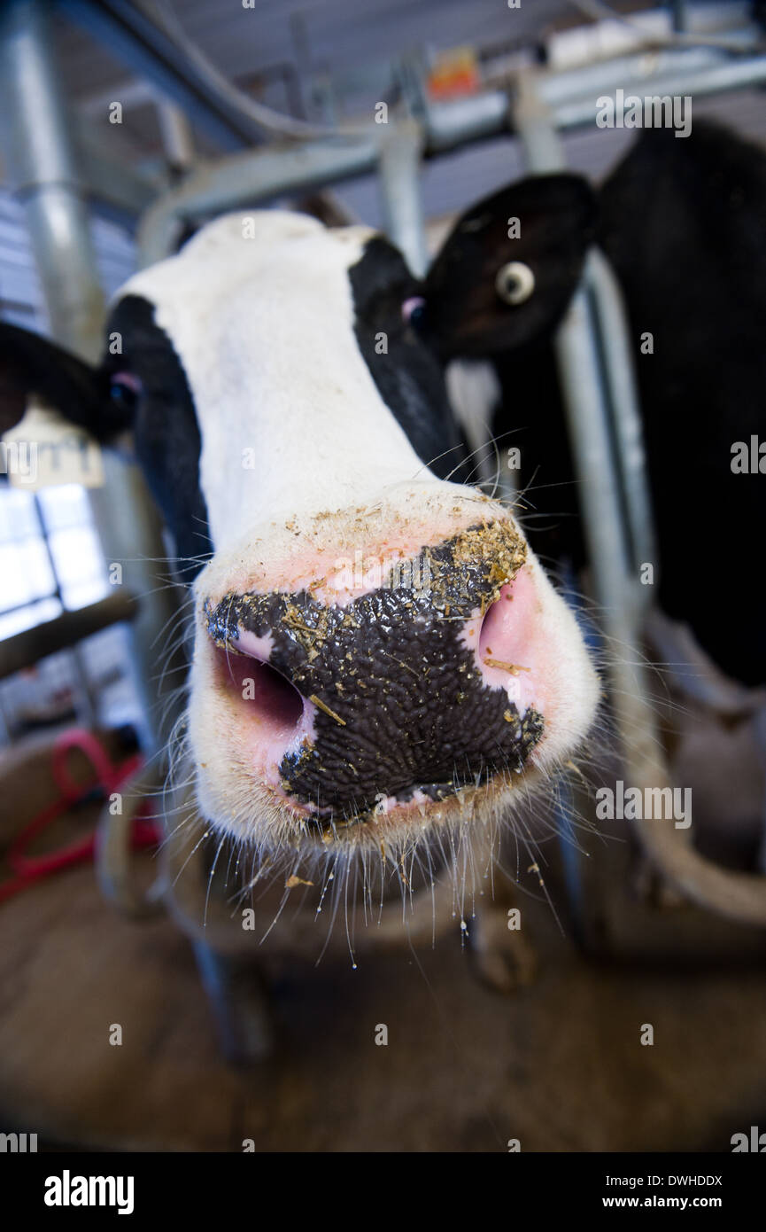 Cows at a dairy farm, Lorain County, Ohio Stock Photo - Alamy