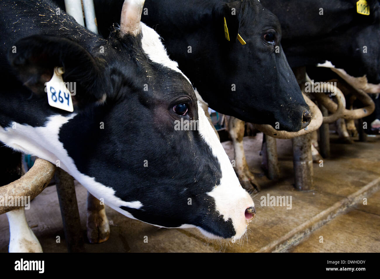 Cows at a dairy farm, Lorain County, Ohio Stock Photo - Alamy