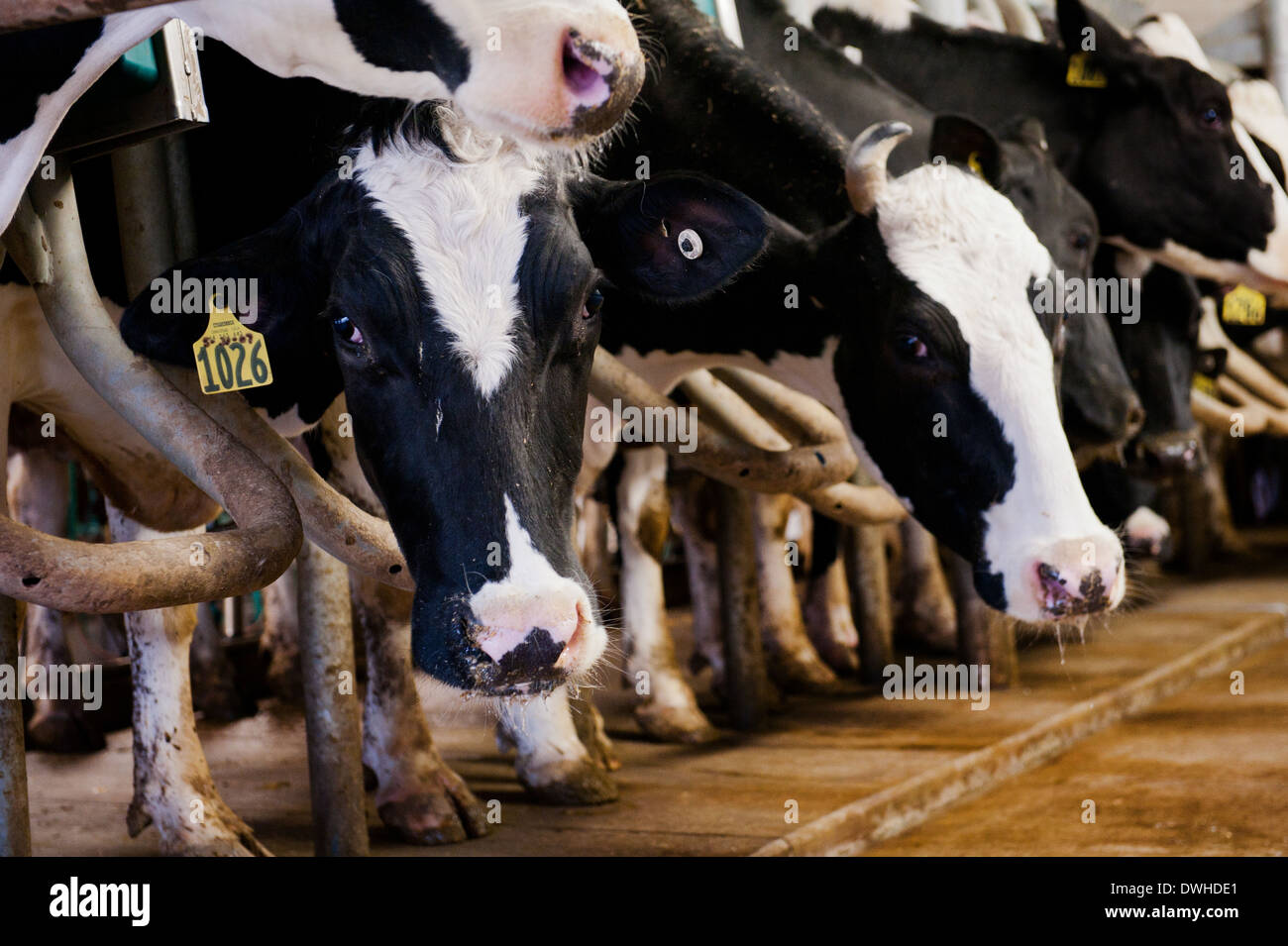 Cows at a dairy farm, Lorain County, Ohio Stock Photo - Alamy