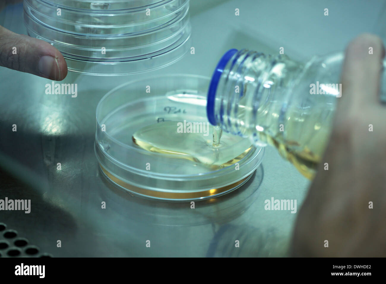 Adding agar fluid from bottle to test tubes in laboratory Stock Photo ...
