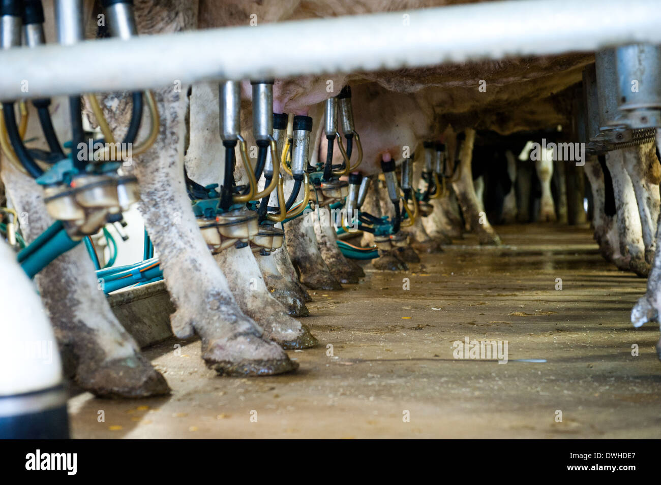 Cows at a dairy farm, Lorain County, Ohio Stock Photo - Alamy