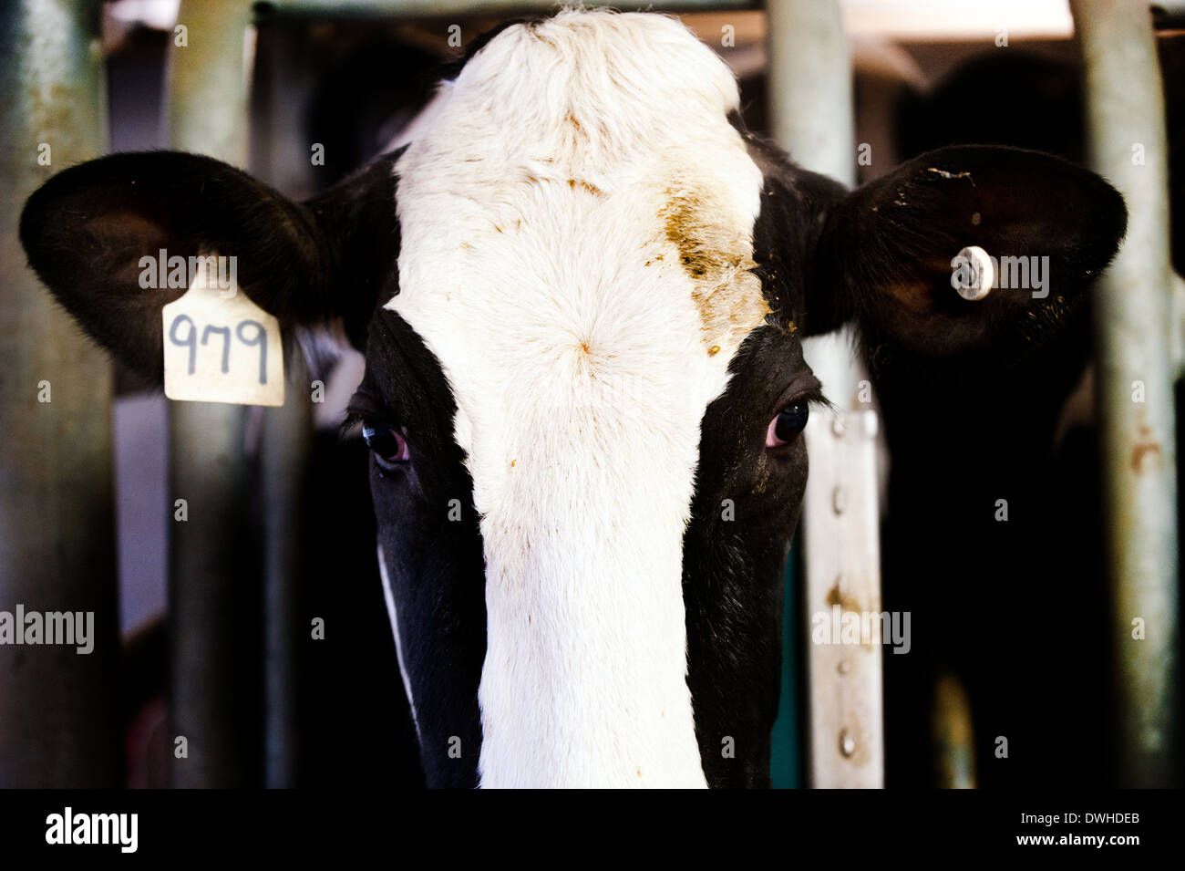 Cows at a dairy farm, Lorain County, Ohio Stock Photo - Alamy