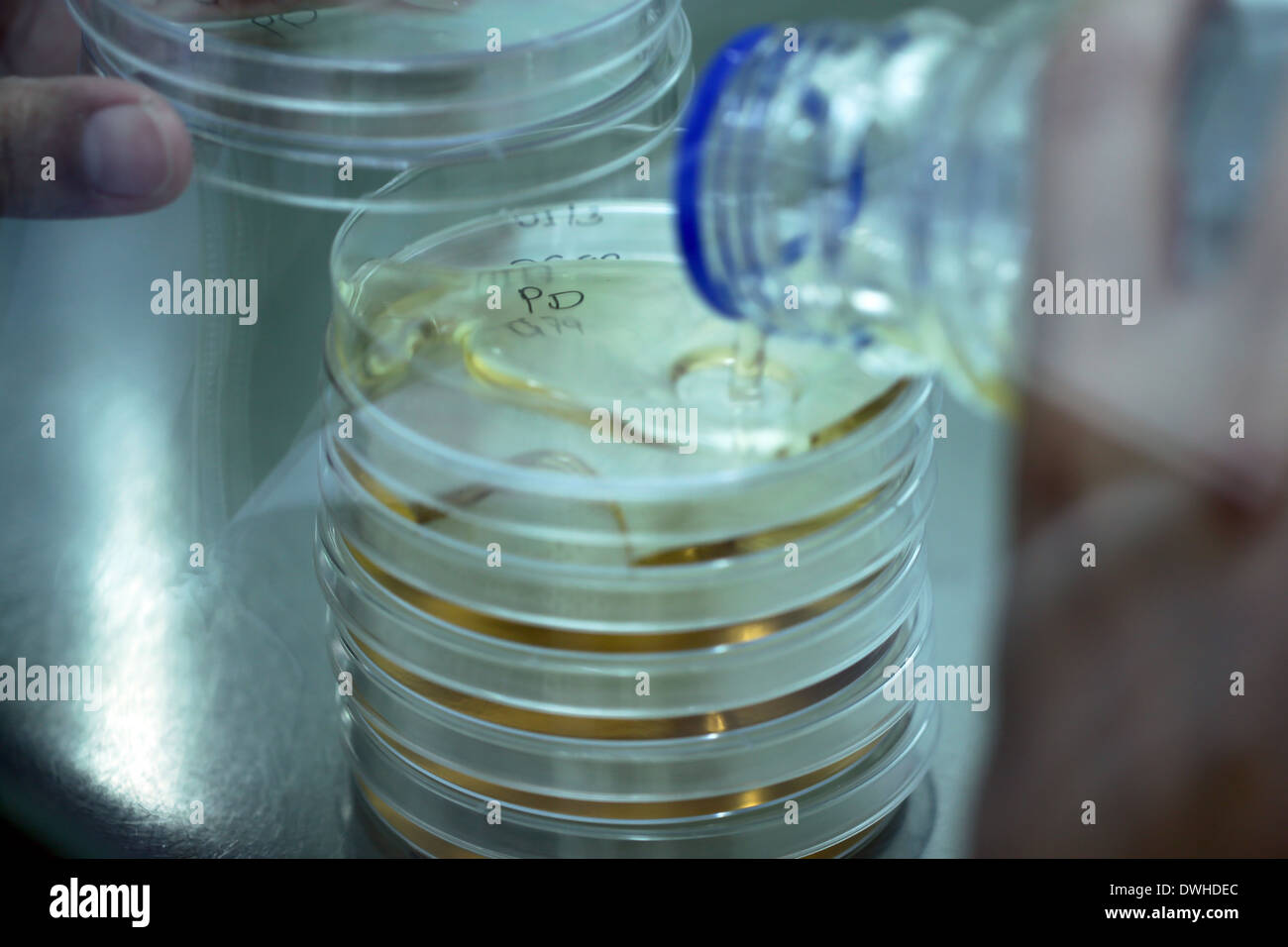 Adding agar fluid from bottle to test tubes in laboratory Stock Photo ...