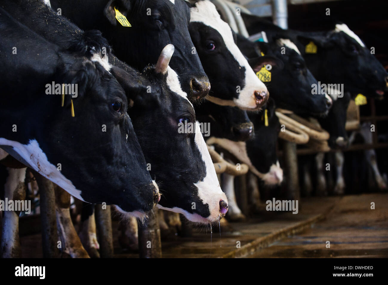 Cows at a dairy farm, Lorain County, Ohio Stock Photo - Alamy