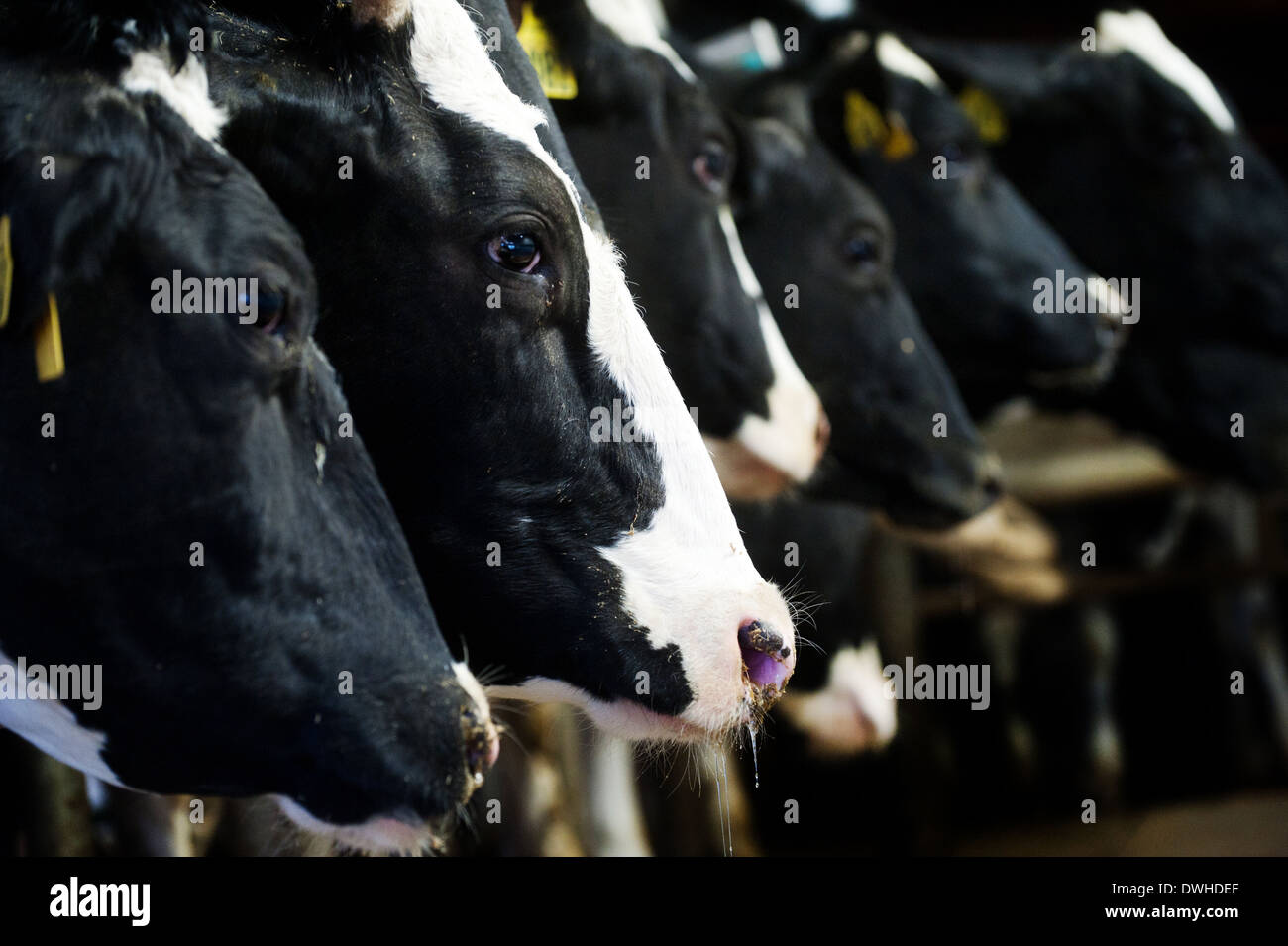Cows at a dairy farm, Lorain County, Ohio Stock Photo - Alamy