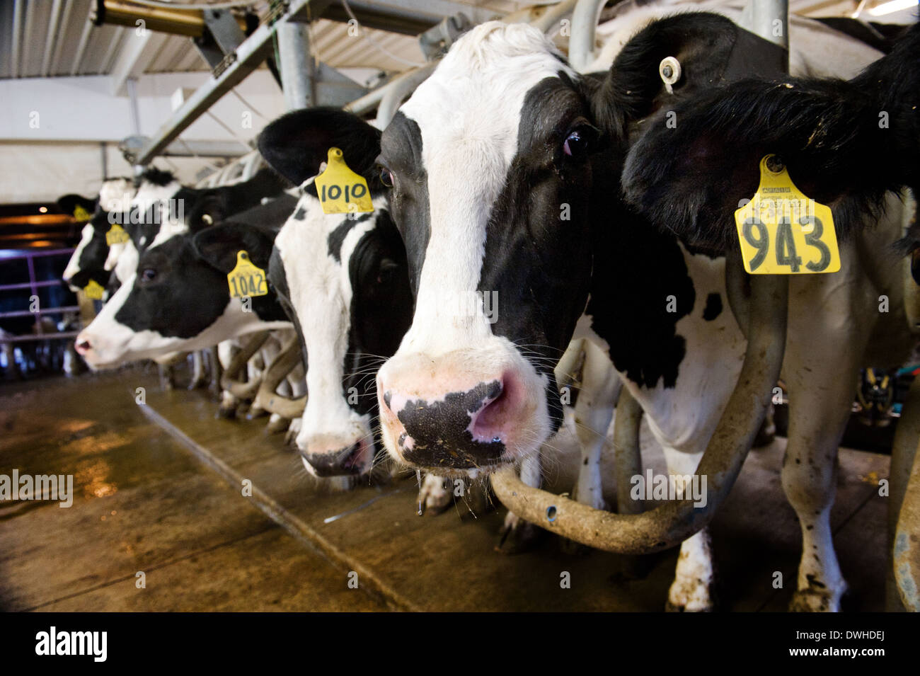 Cows at a dairy farm, Lorain County, Ohio Stock Photo - Alamy