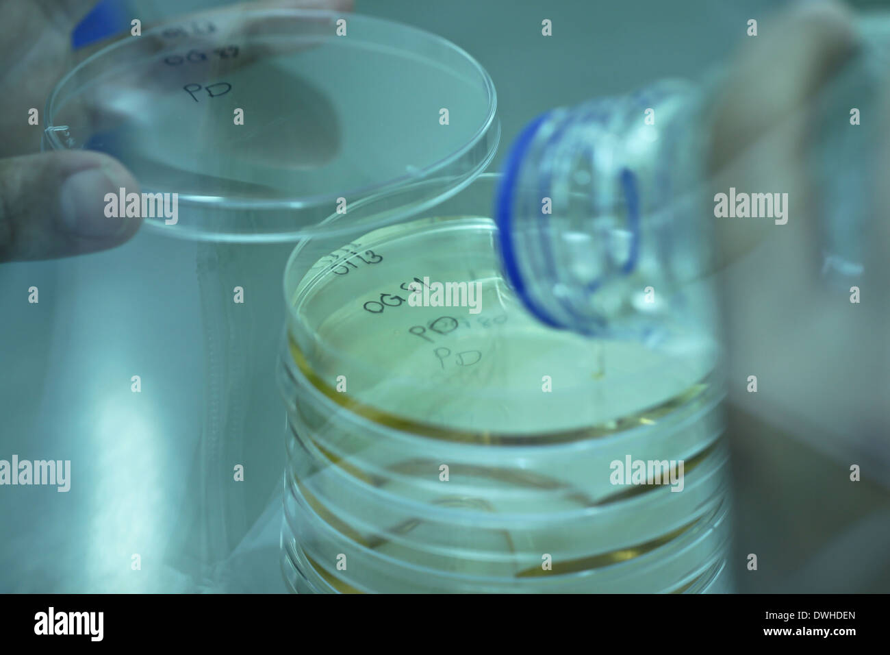 Adding agar fluid from bottle to test tubes in laboratory Stock Photo ...