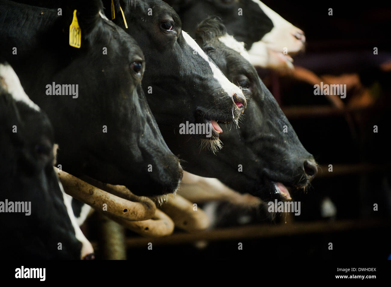 Cows at a dairy farm, Lorain County, Ohio Stock Photo - Alamy