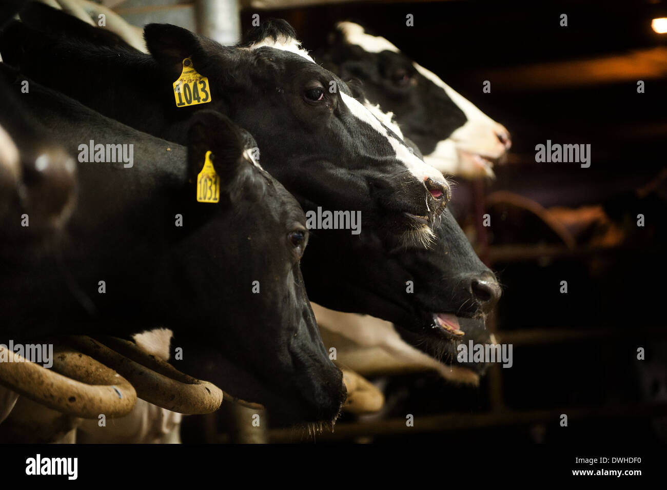 Cows at a dairy farm, Lorain County, Ohio Stock Photo - Alamy