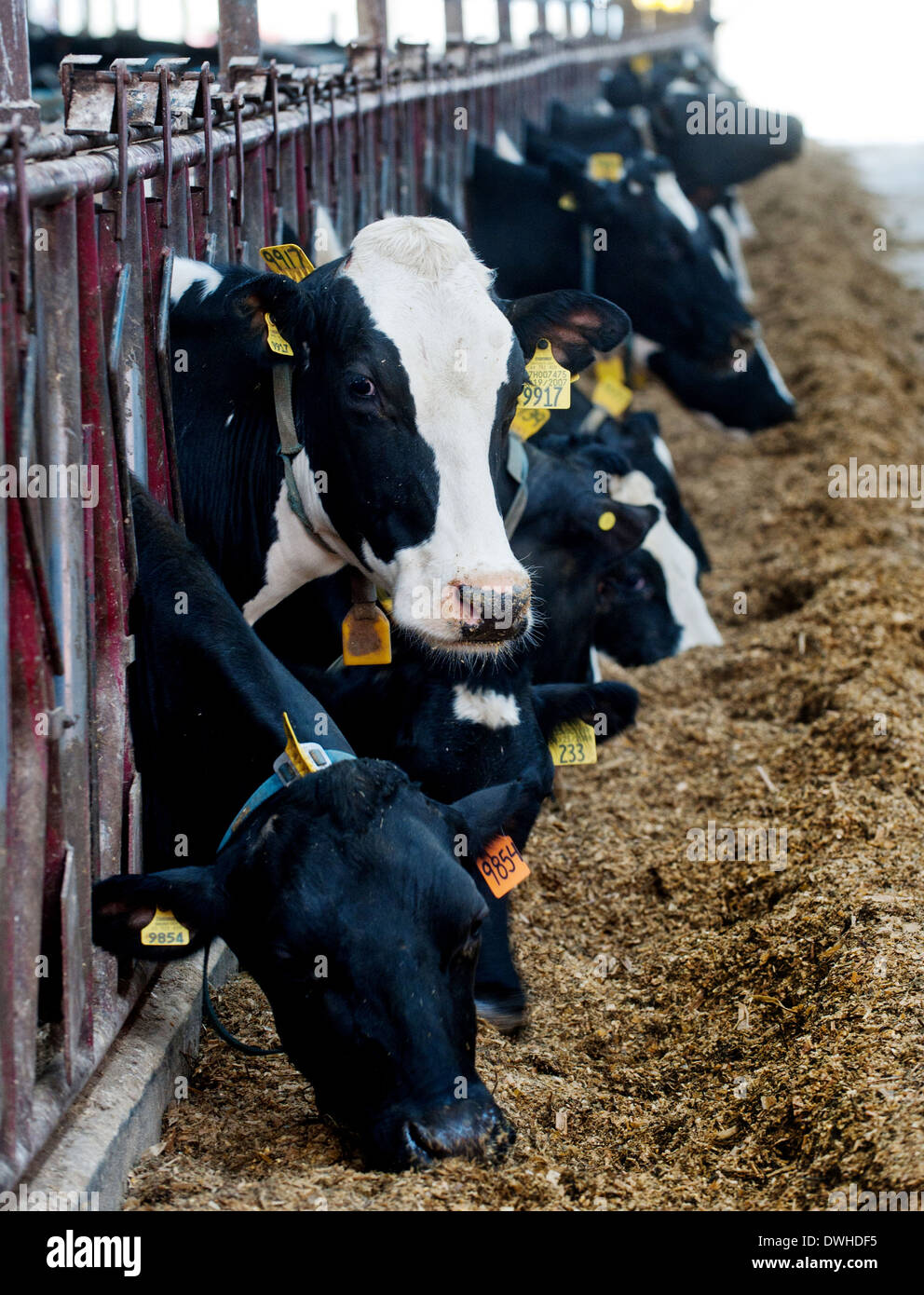 Cows at a dairy farm, Lorain County, Ohio Stock Photo - Alamy