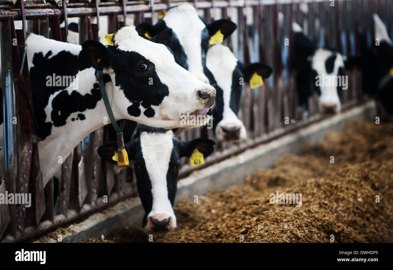 Cows at a dairy farm, Lorain County, Ohio Stock Photo - Alamy