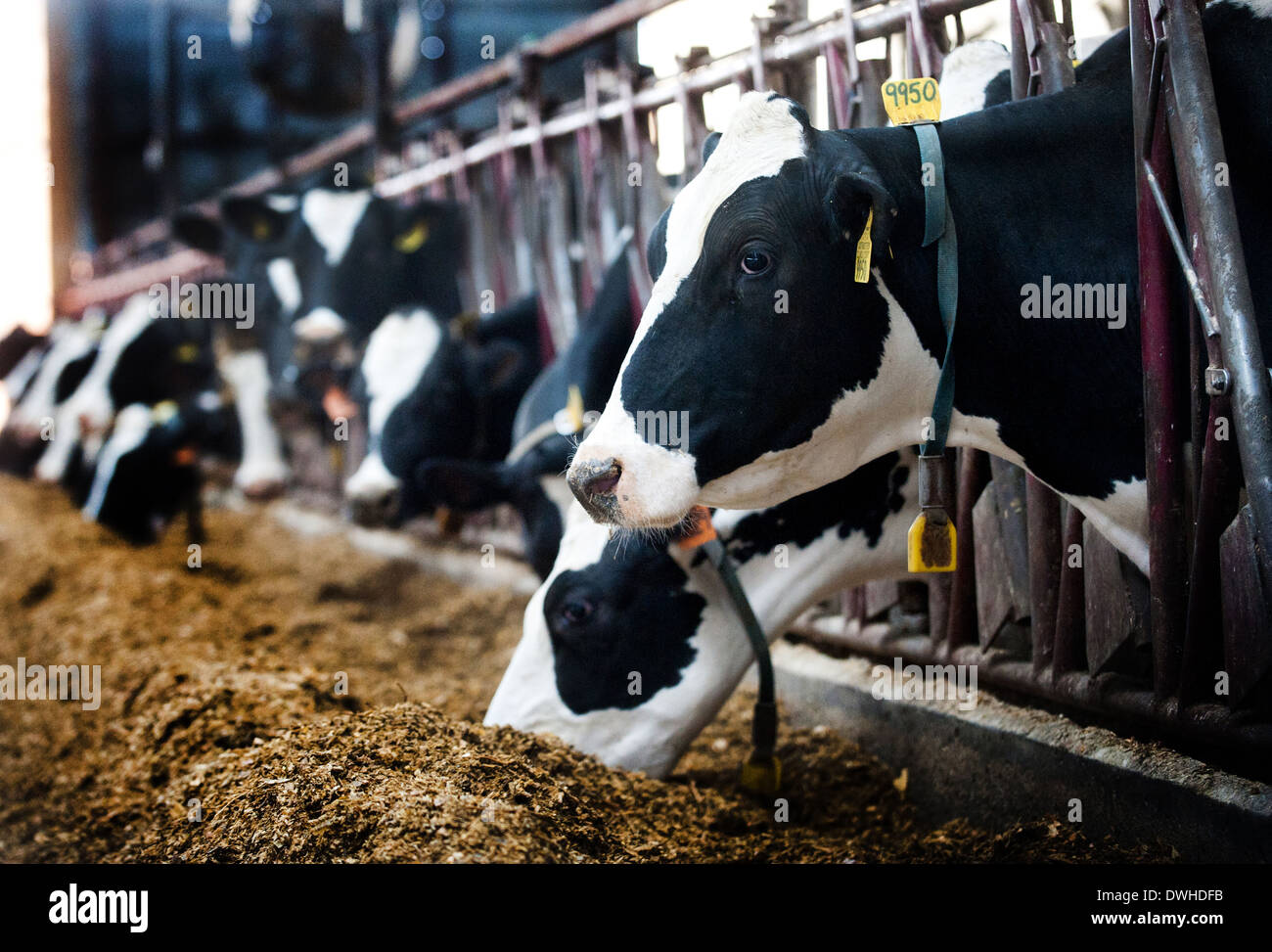 Cows at a dairy farm, Lorain County, Ohio Stock Photo - Alamy