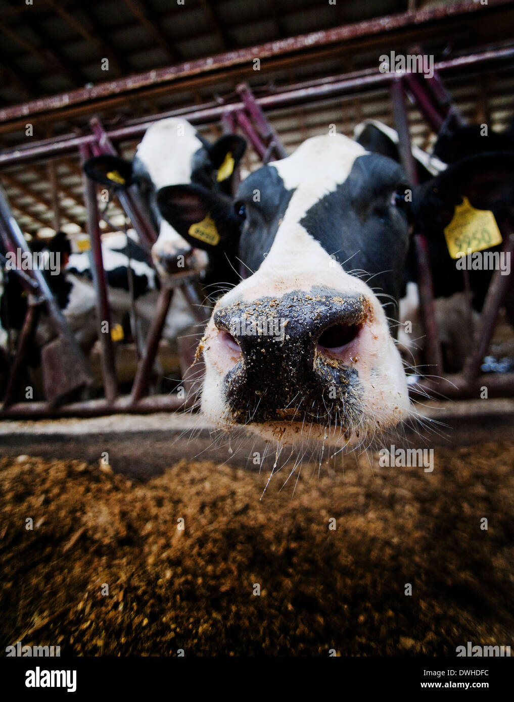 Cows at a dairy farm, Lorain County, Ohio Stock Photo - Alamy