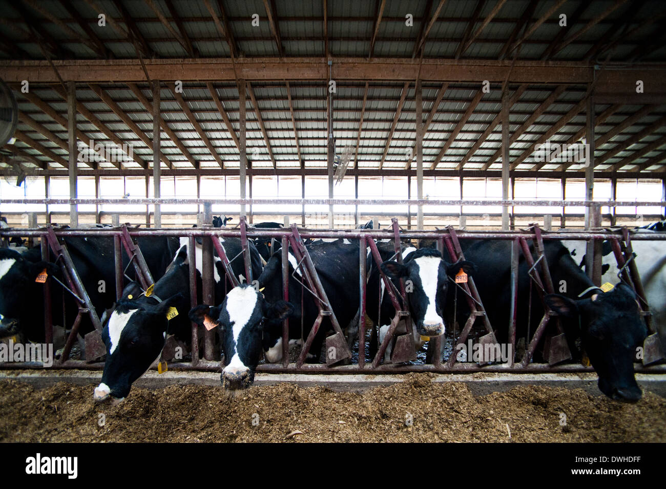 Cows at a dairy farm, Lorain County, Ohio Stock Photo - Alamy