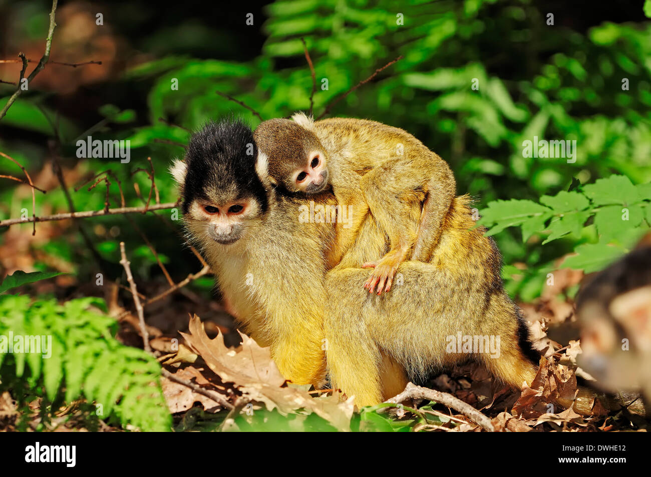 Black Capped Squirrel Monkey High Resolution Stock Photography and ...