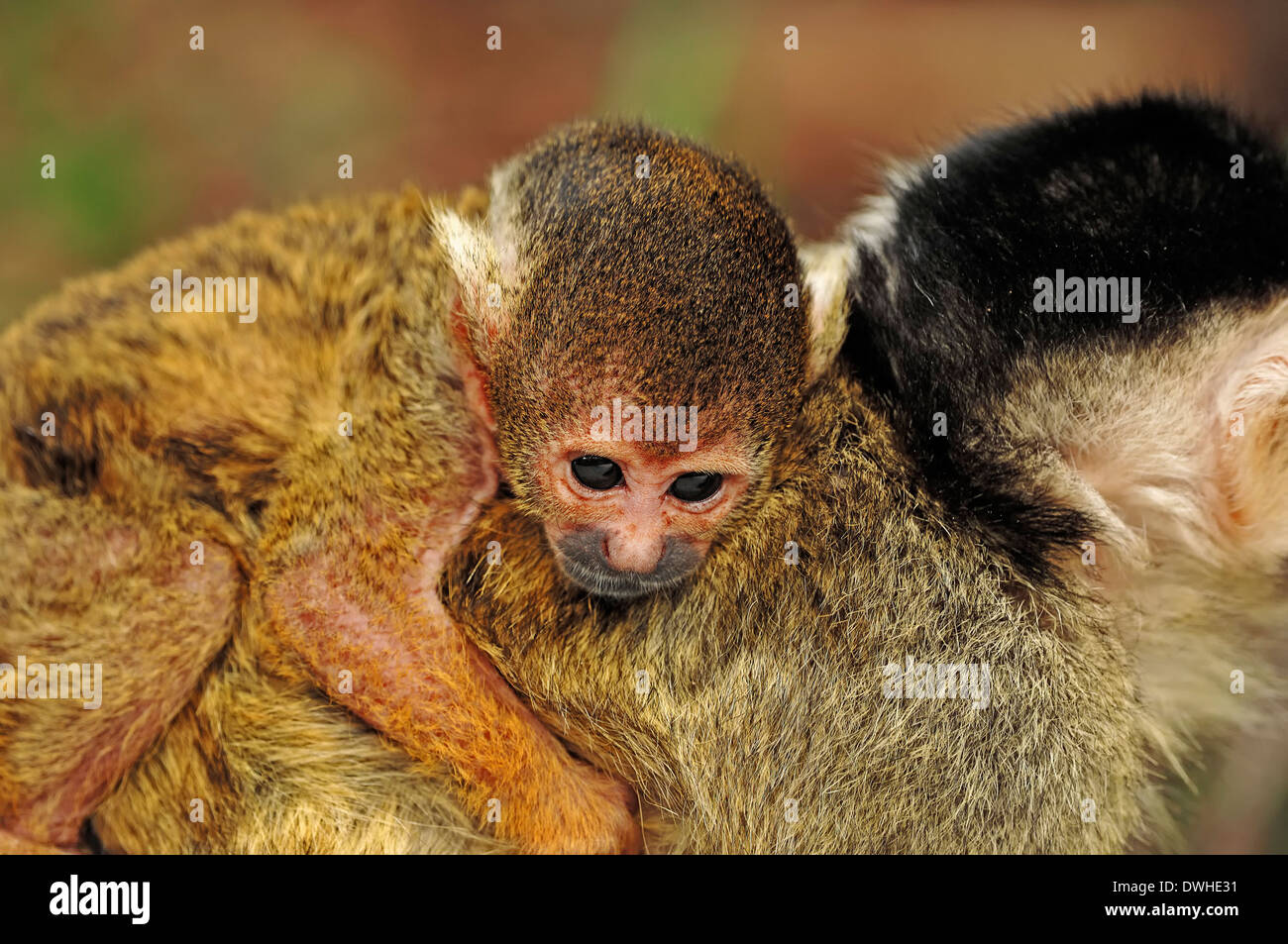 Black Capped Squirrel Monkey High Resolution Stock Photography and ...