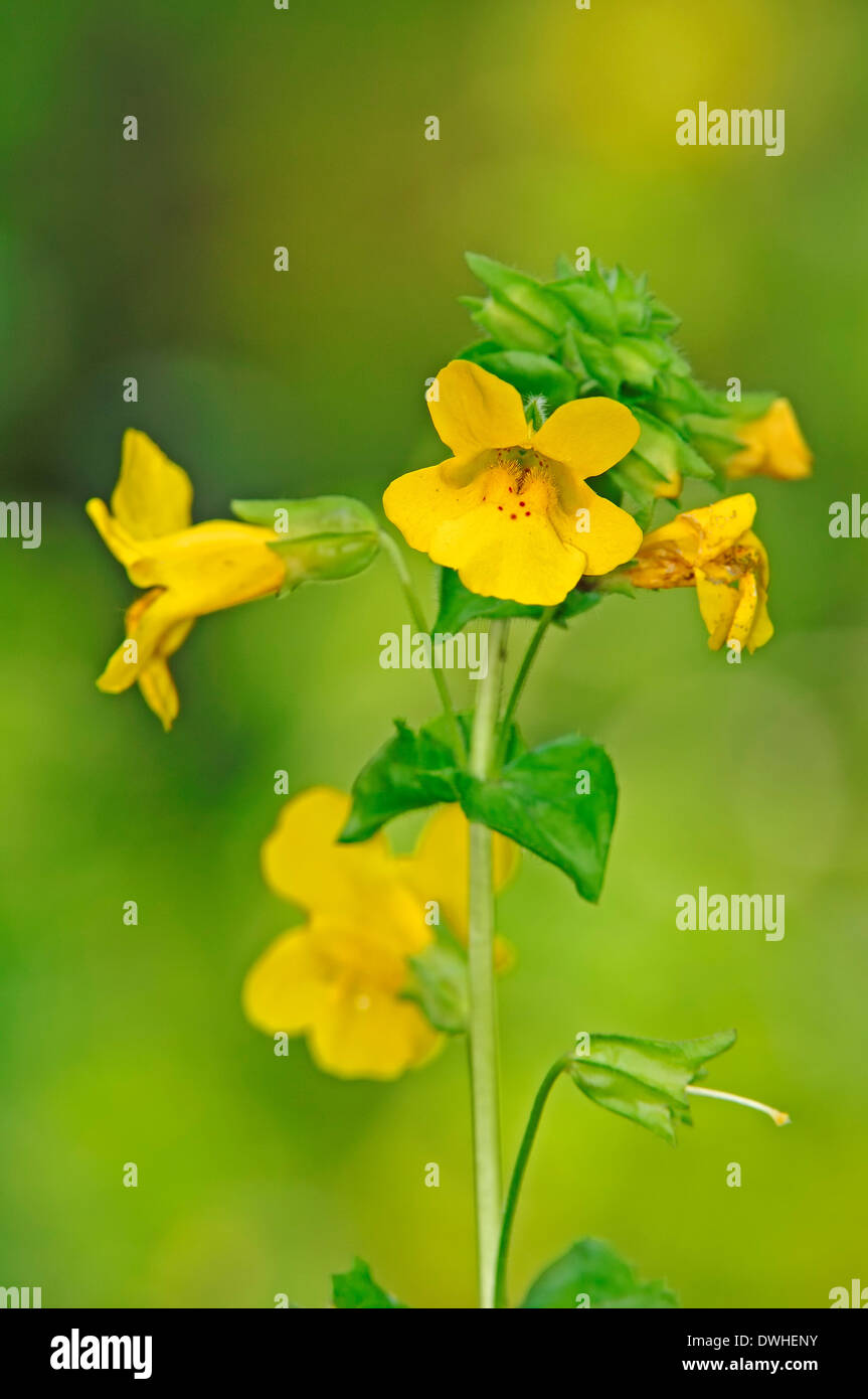Yellow monkeyflower mimulus guttatus hi-res stock photography and ...
