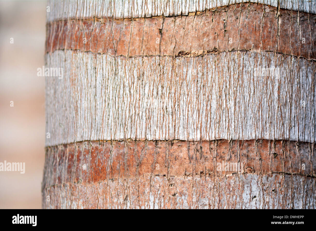 Closeup Palm Tree Bark High Resolution Stock Photography and Images - Alamy