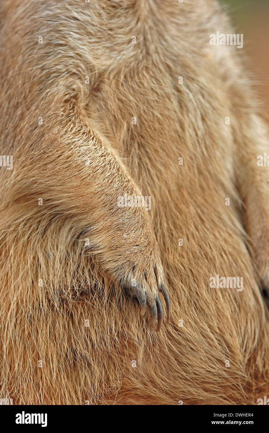Meerkat or Suricate (Suricata suricatta), hand Stock Photo - Alamy
