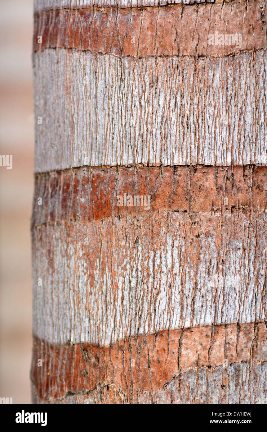 Palm Tree Bark High Resolution Stock Photography and Images - Alamy