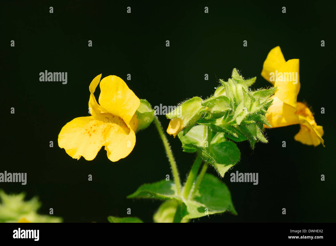 Yellow monkeyflower mimulus guttatus hi-res stock photography and ...